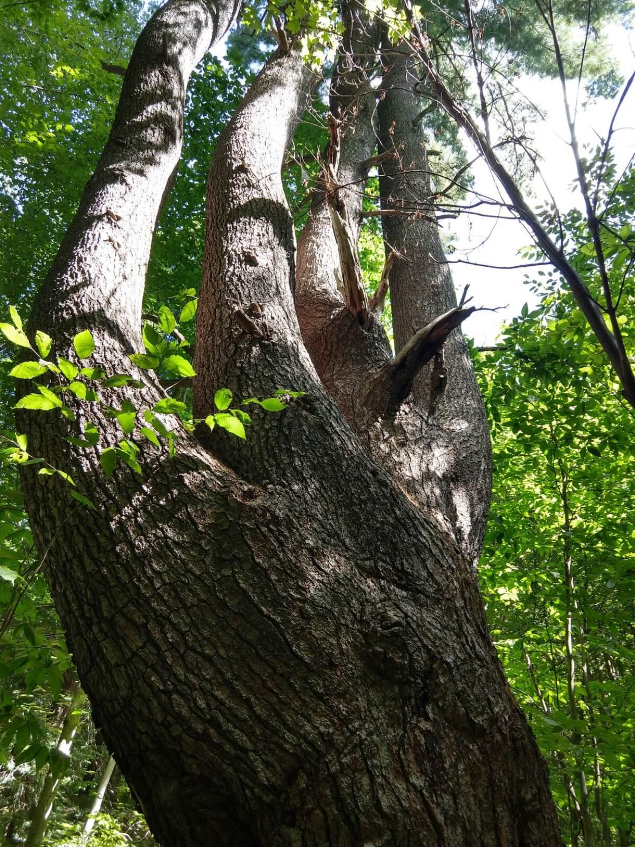 Redmond’s Overlook Trail - ADK Gateway 8 Challenge